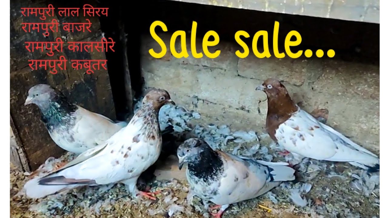 Original Rampuri kabootar for Sale ! all India available ! Rampuri ...