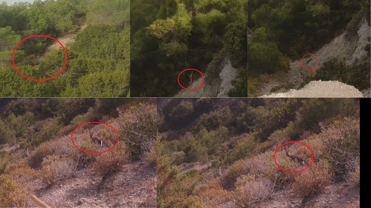 Σηκωμα απο το πυκνο και διαφυγει με τριπλες Κυνηγι λαγου 2020 - YouTube