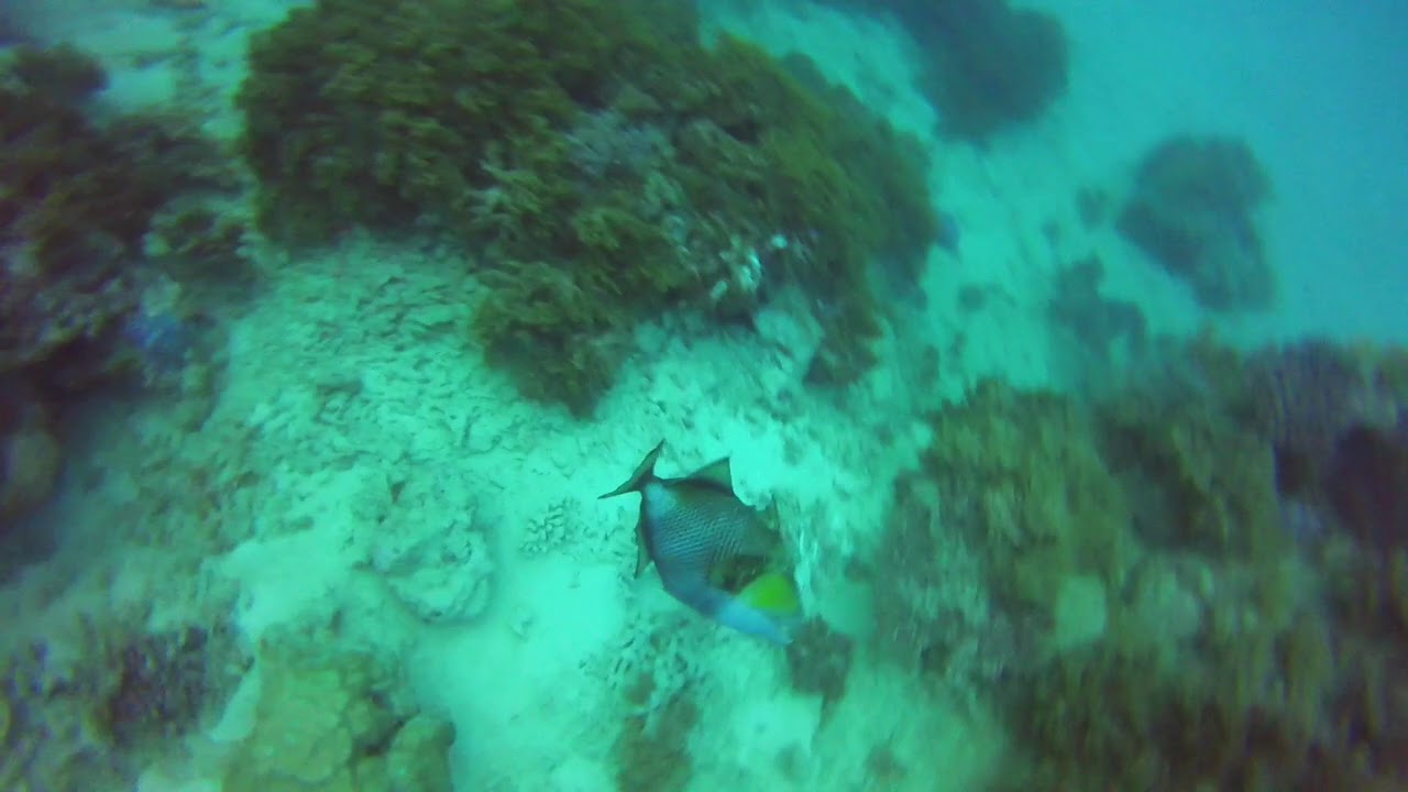 Triggerfish Attacks Diver - YouTube