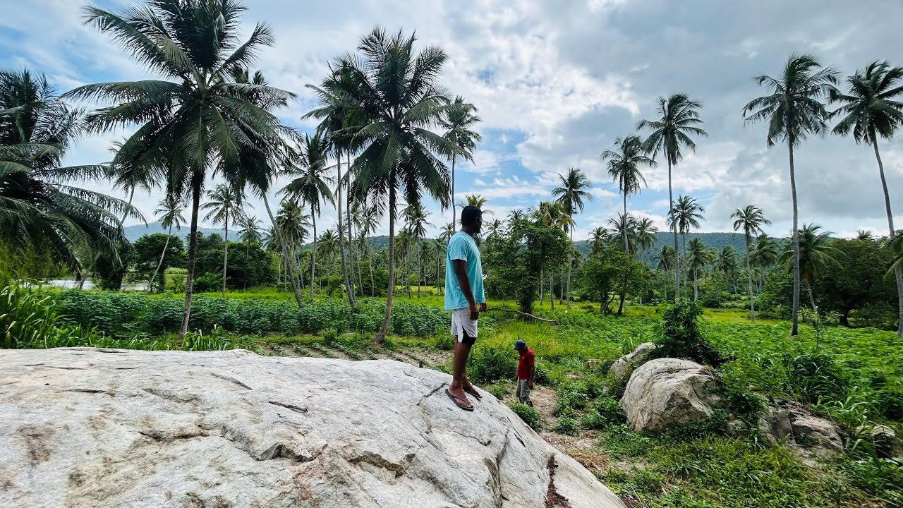 මුං වගාව! - YouTube