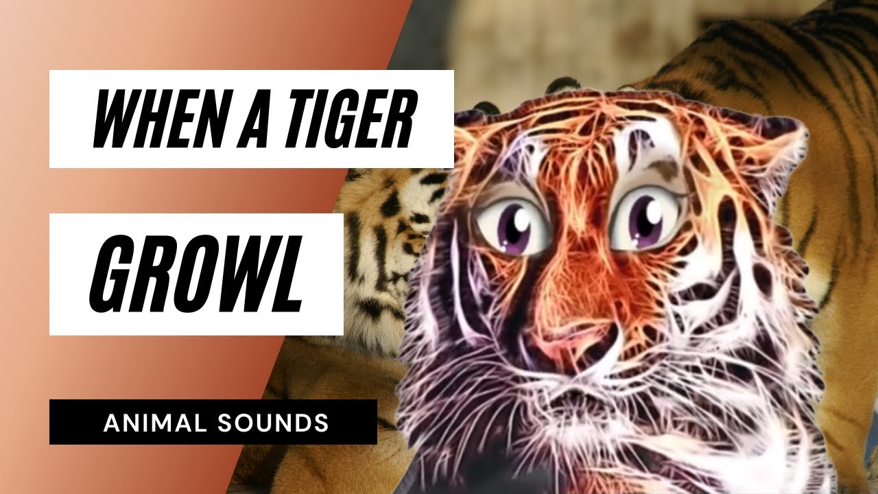 When A Tiger Growl - when a tiger growl - sound of tiger growling ...