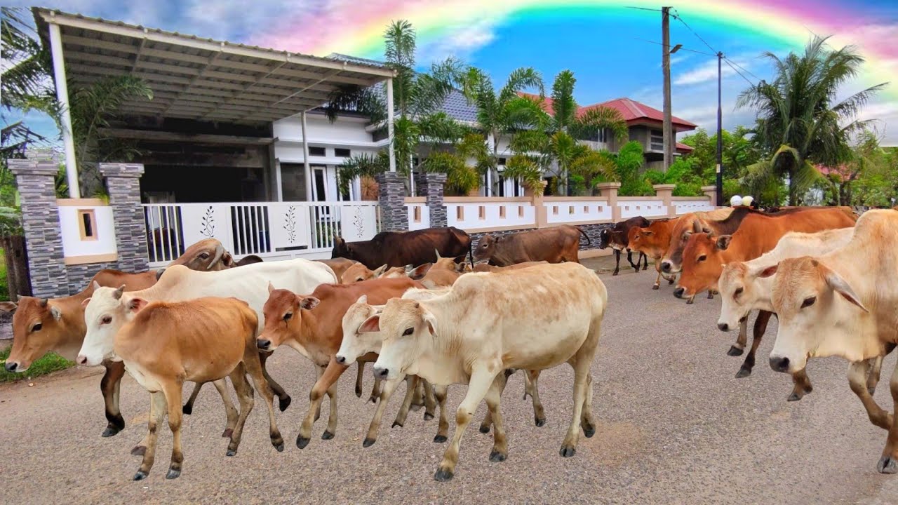 Cowbell - Cows Walk in the Village While Making Sounds, Cows Sounds ...