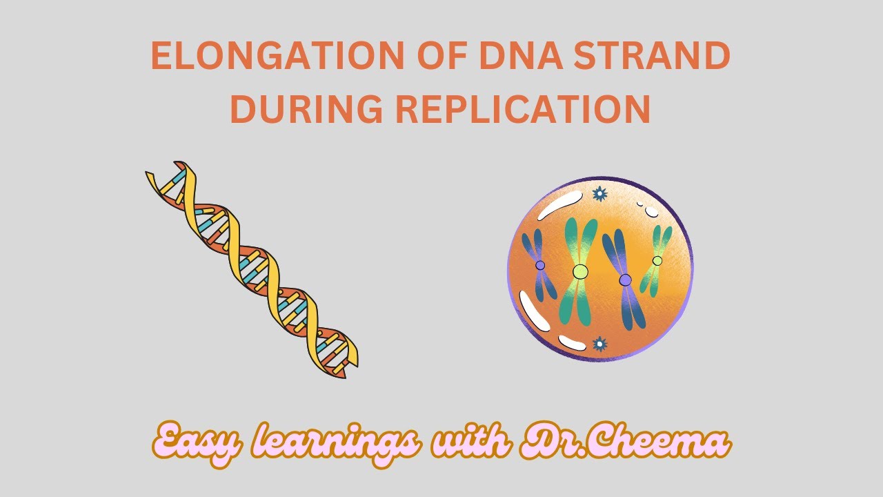 PROCESS OF ELONGATION DURING REPLICATION OF DNA - YouTube