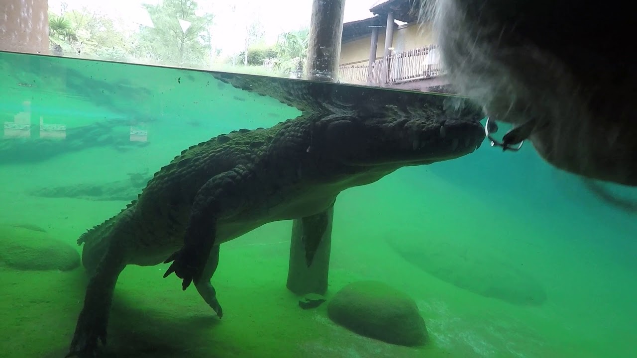 HIPPO MEMPHIS ZOO - YouTube