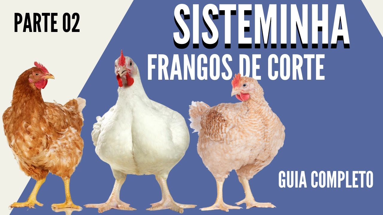 Frangos de Corte no Sisteminha - Guia Completo parte 02 - YouTube
