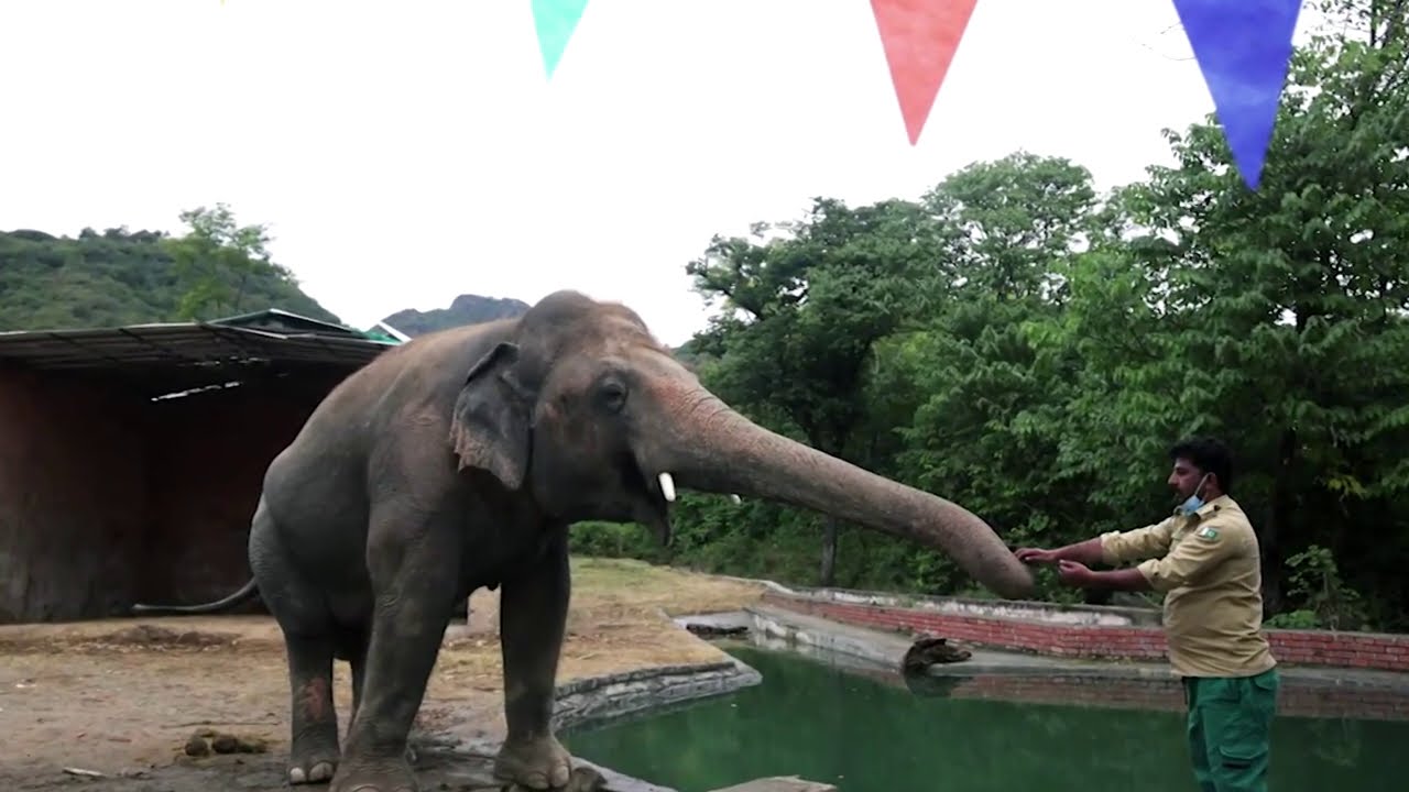 Pakistan's lonely elephant starts new life in Cambodia - YouTube