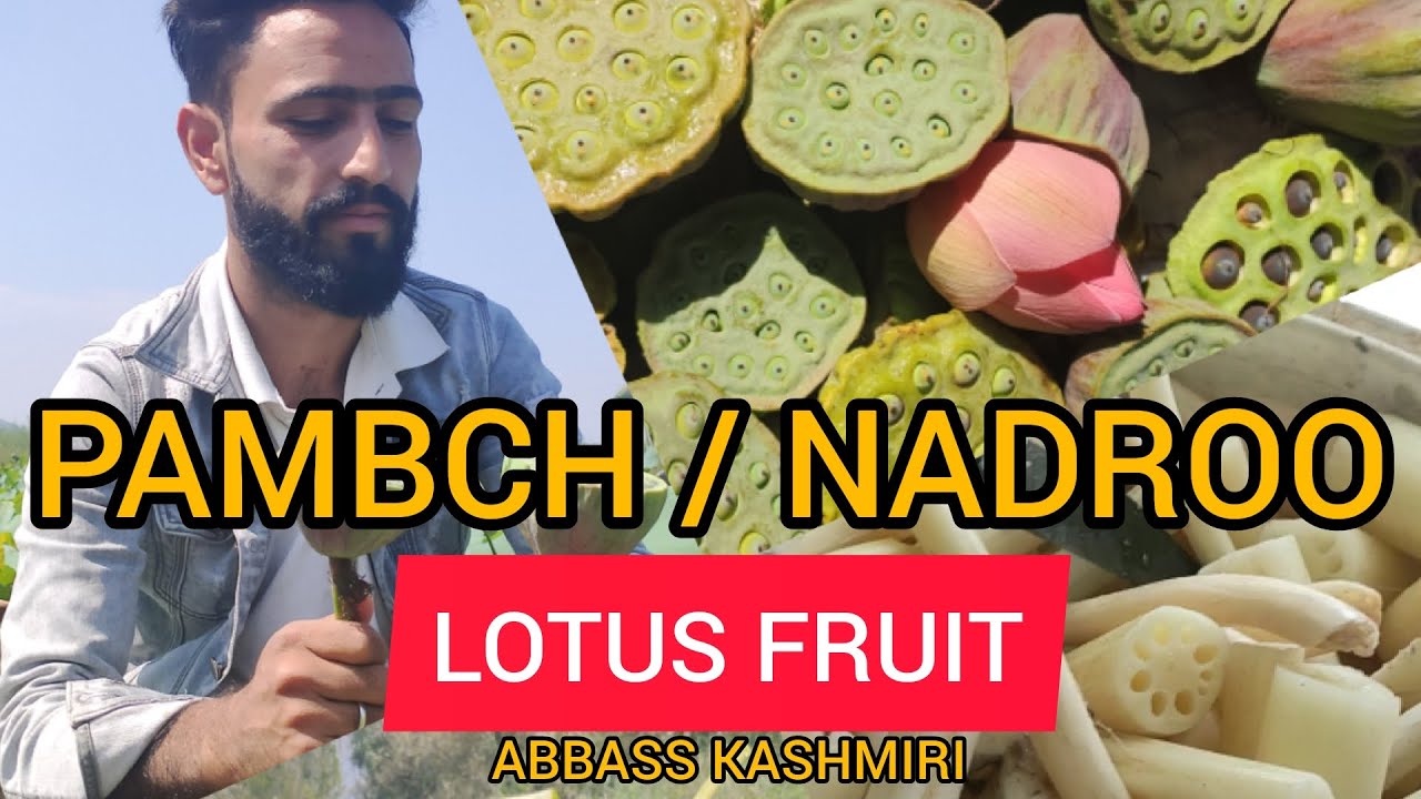 PAMBCH | Nadroo| LOTUS FRUIT in dal lake | ABBASS KASHMIRI VLOGS. - YouTube