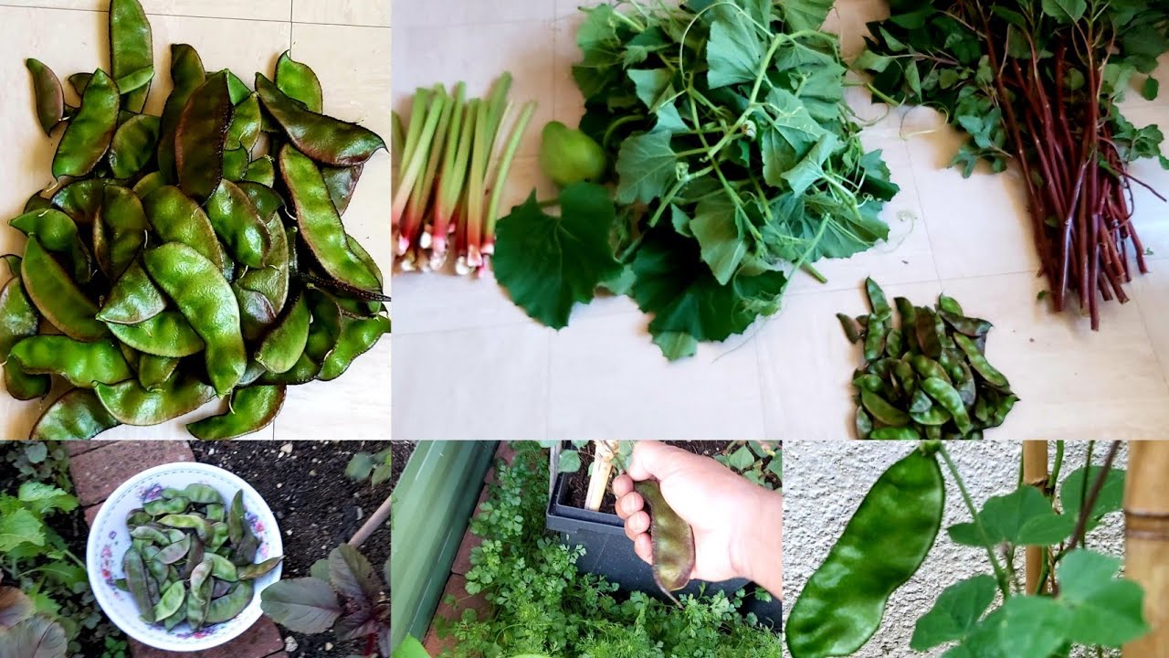 Shoker bagan 2020 August harvest update | শখের বাগান 2020 আগস্টের ফসল ...