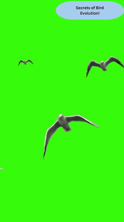 Unveiling Avian Evolution II The Fascinating Journey of Birds - YouTube