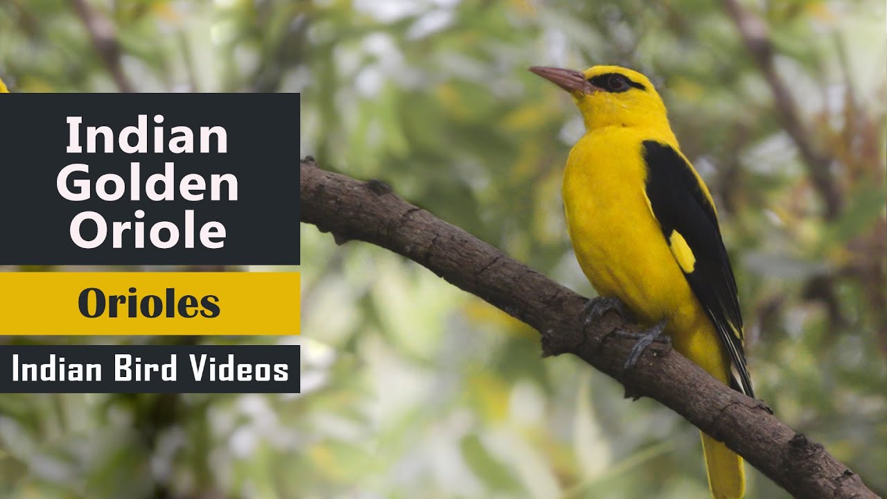 The Indian Golden Oriole (Oriolus kundoo) - Beautiful Yellow bird in ...