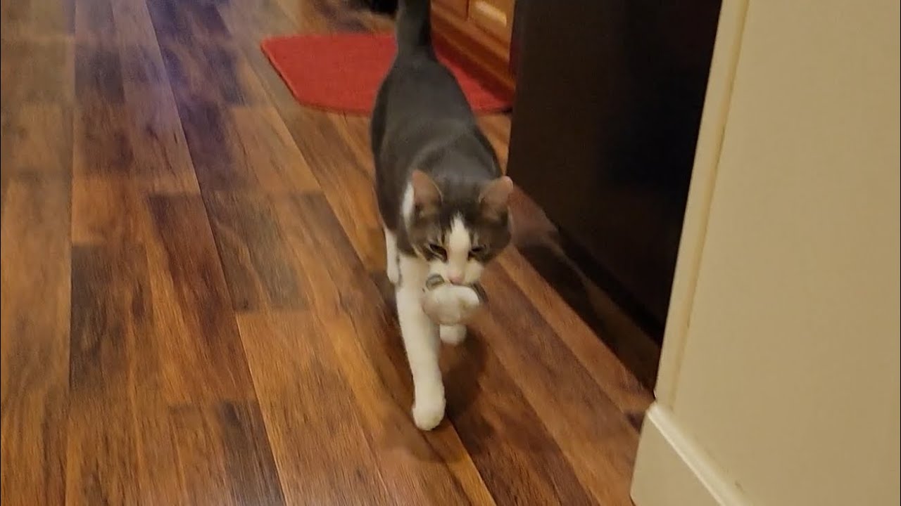 Cat playing fetch - YouTube