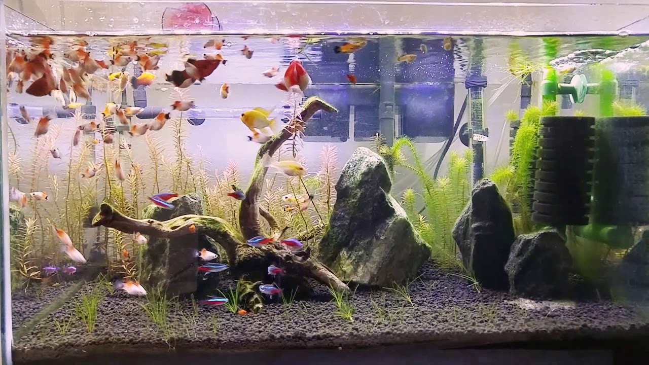 Our overstocked aquarium - YouTube