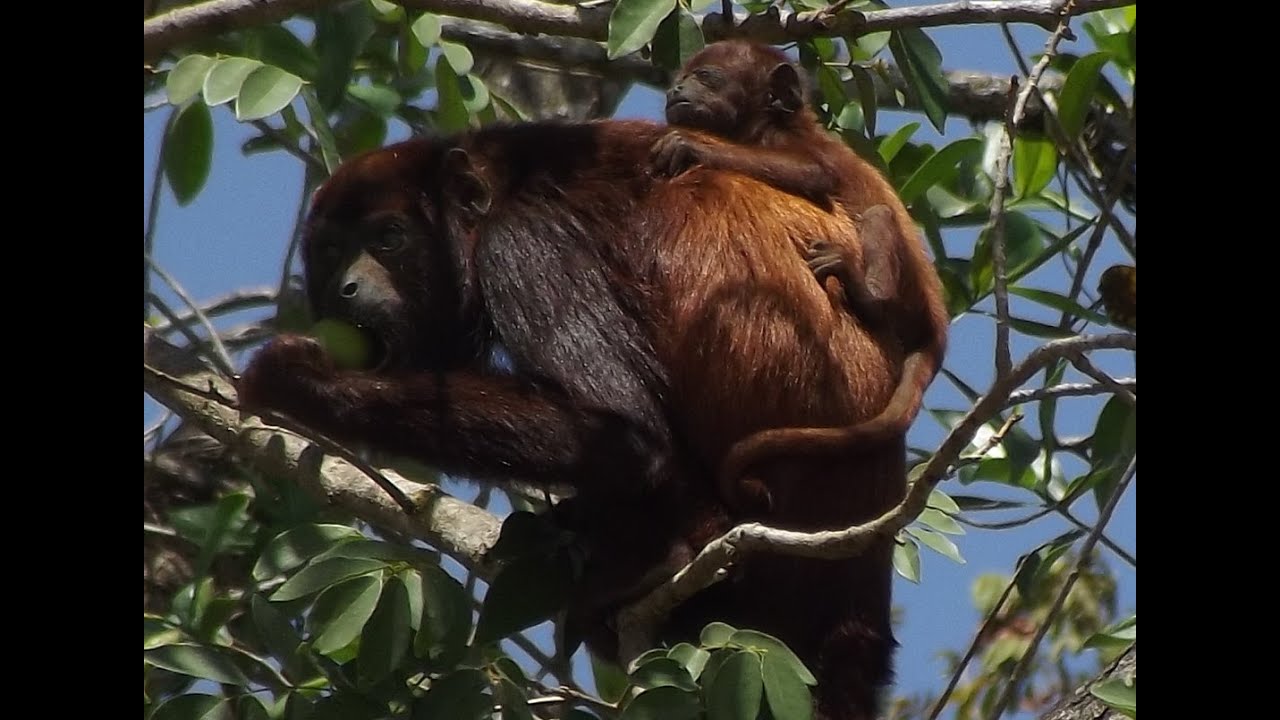 Monos Araguatos salvajes - YouTube