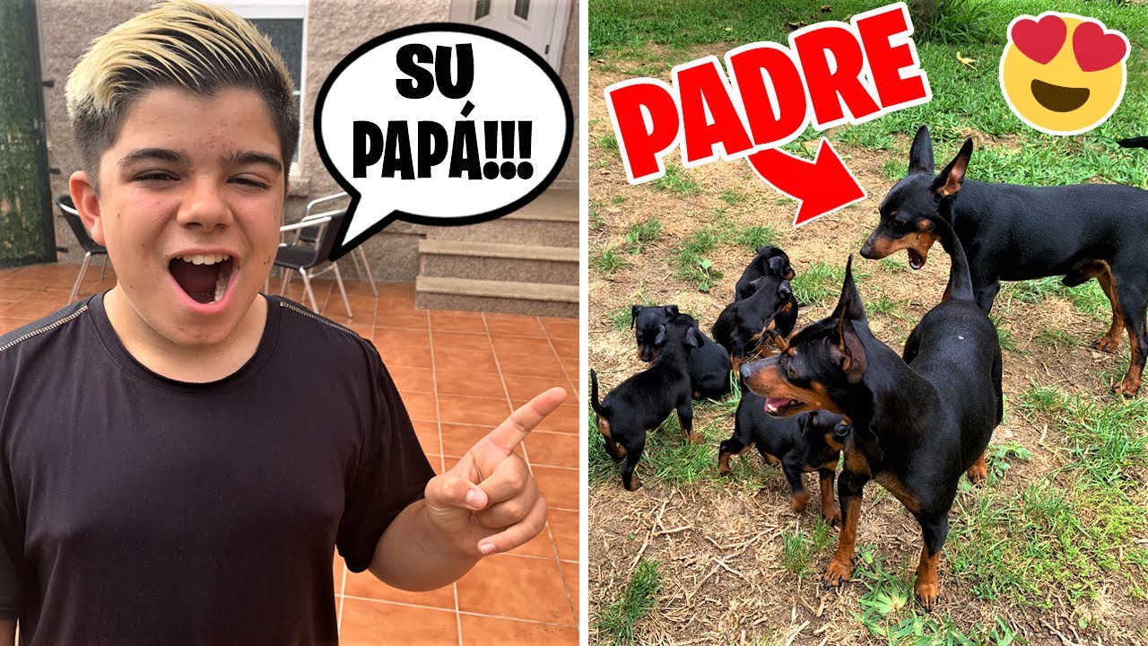 Los Perros De Papá Conocen A Sus Cachorros