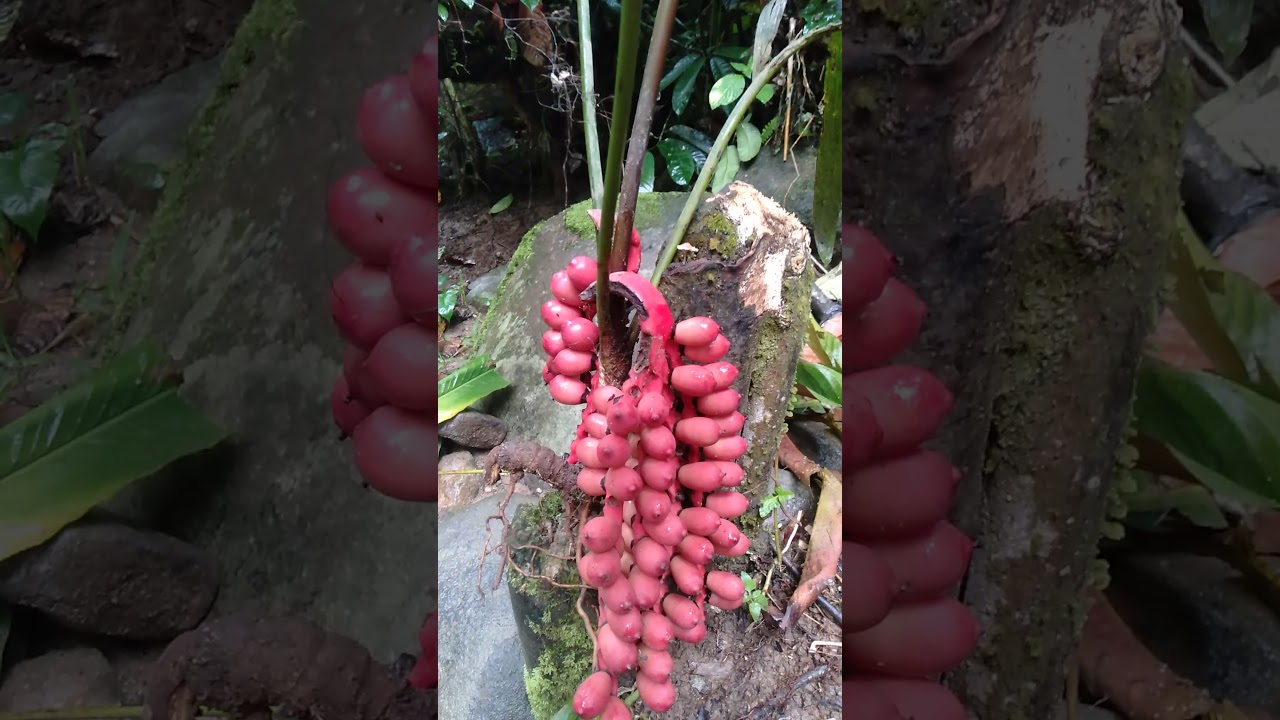 Buah pinang merah - YouTube