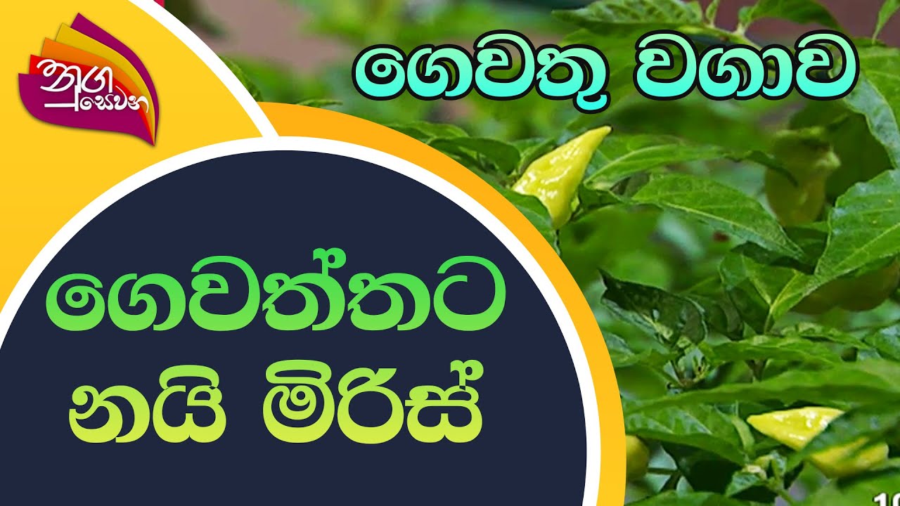 Nugasewana | Gewathu Wagawa | 2022-08-29 |Rupavahini - YouTube