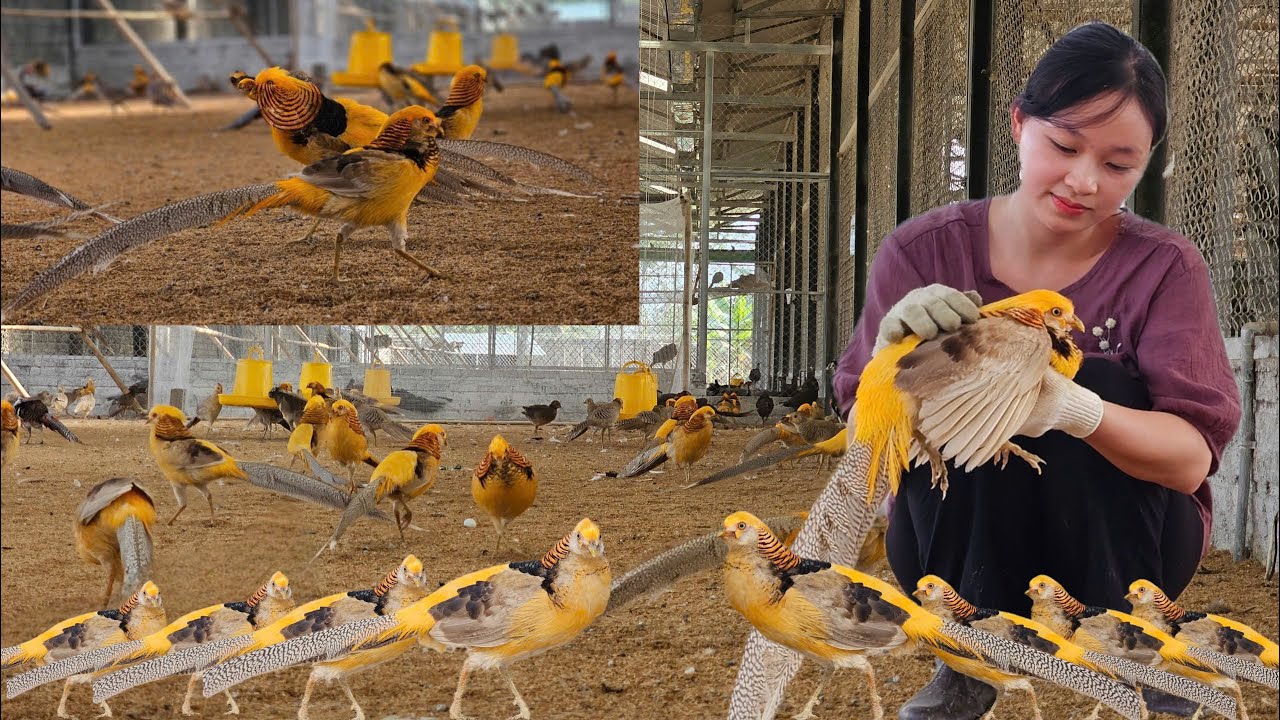 The Young Woman Owns A Rare Bird Farm – and Her Journey to Making Money ...