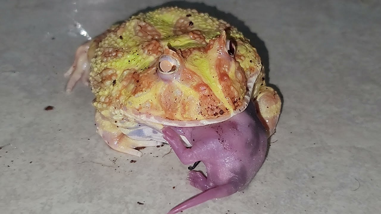 Frog Live Feeding | Frogmice - YouTube