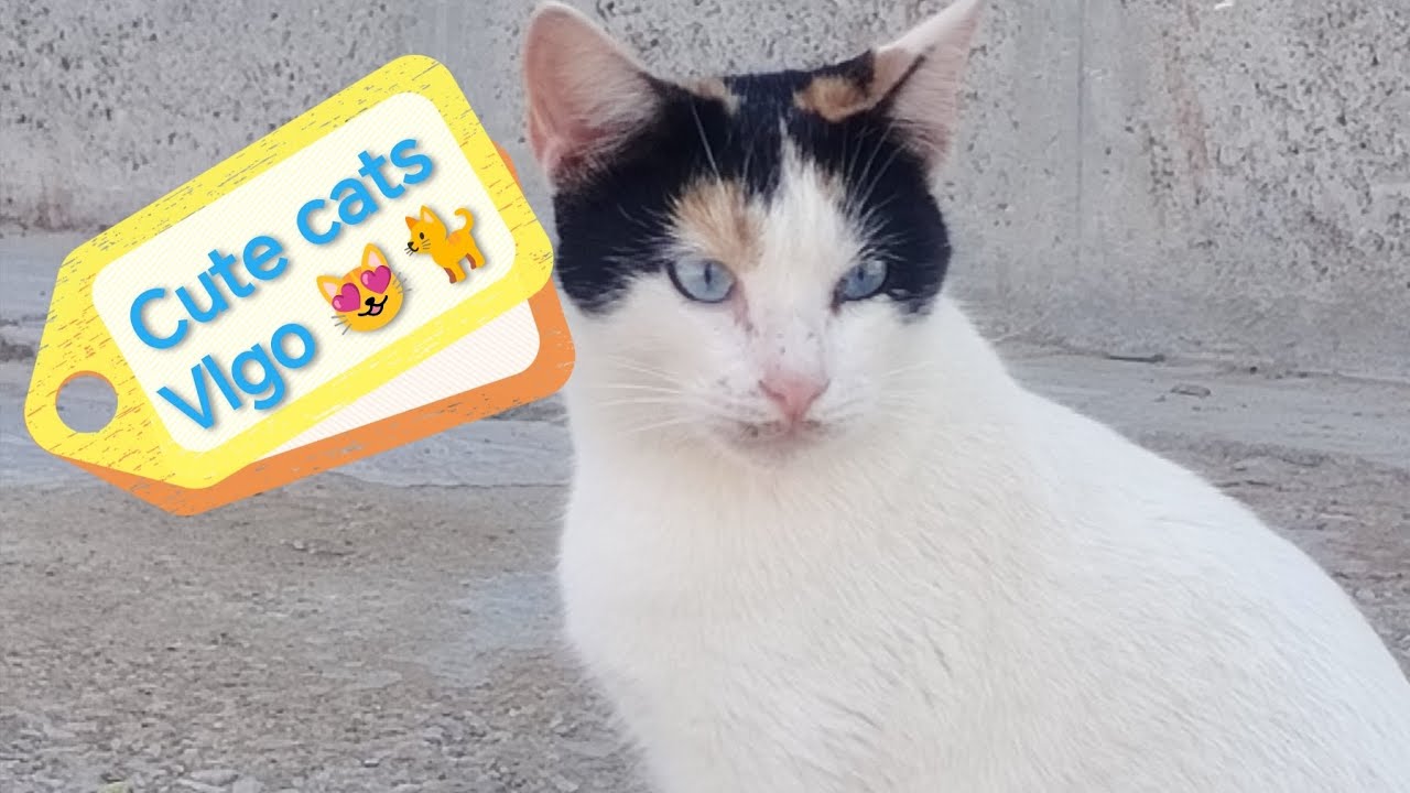 CUTE CATS VLGO 😻🐈🐱 #CATS #catlover #PETS #ANIMALS #HUMANITY ️🙏 - YouTube