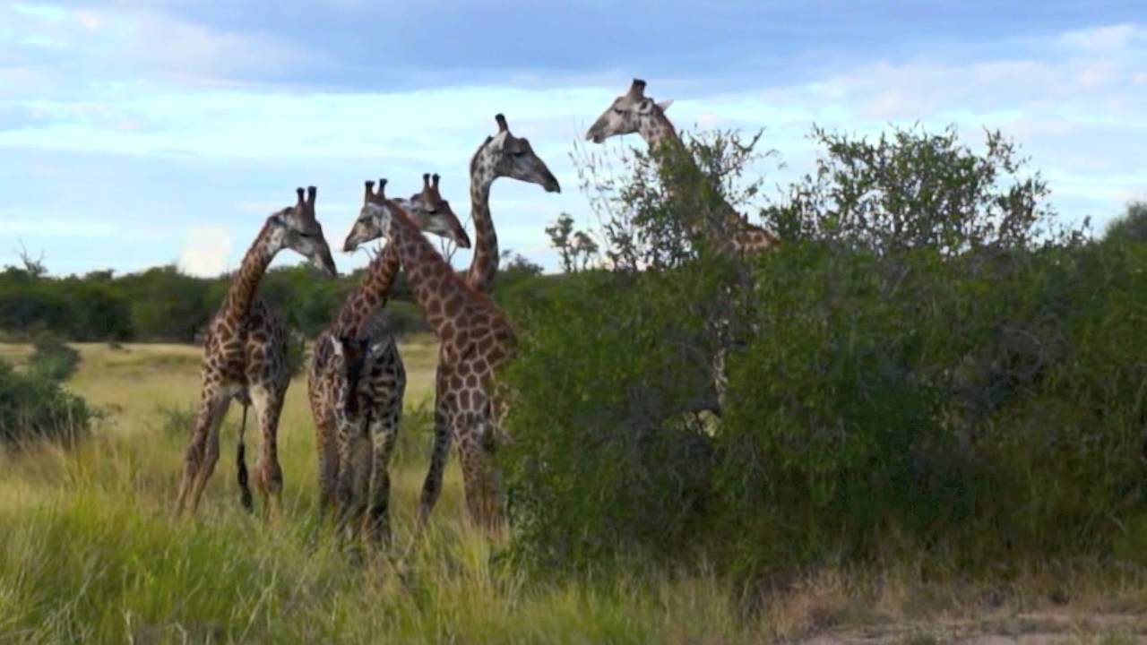 Giraffe Fight - YouTube