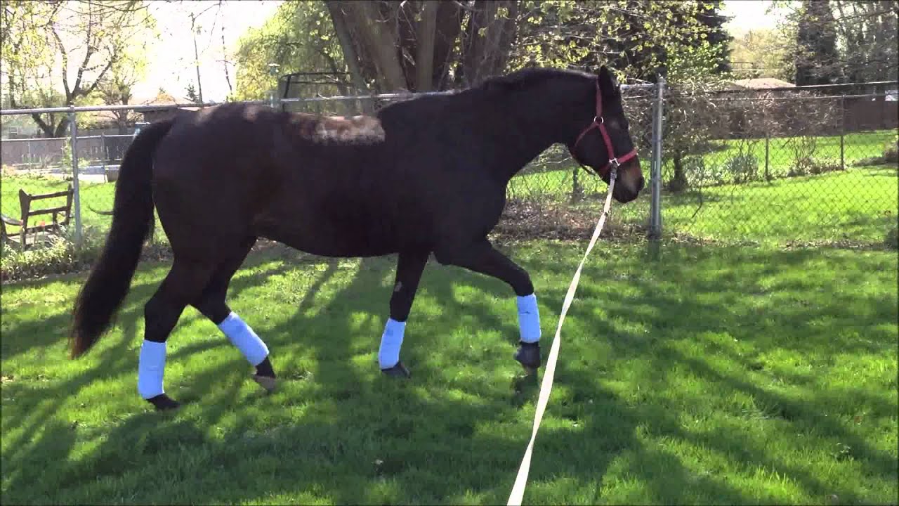 Pasture Puff to Hot Stuff: Week 2 - YouTube