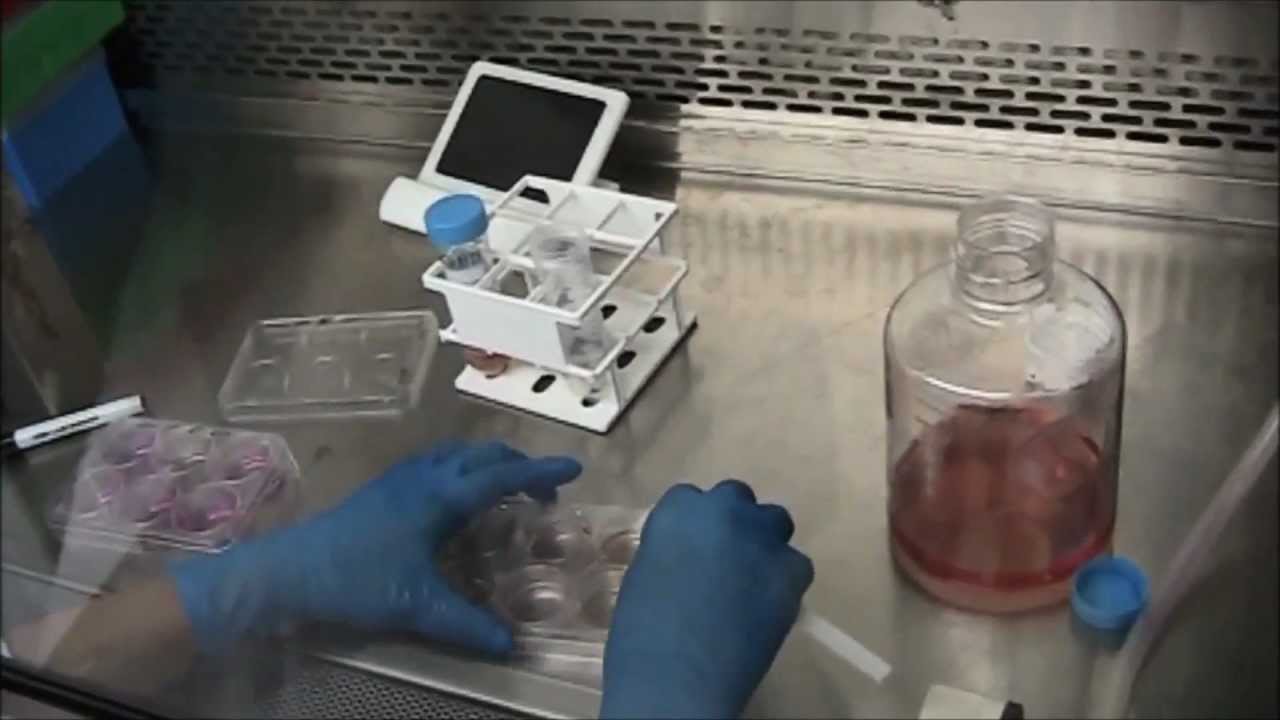 The Parkinson's Institute Stem Cell Passaging Video - YouTube