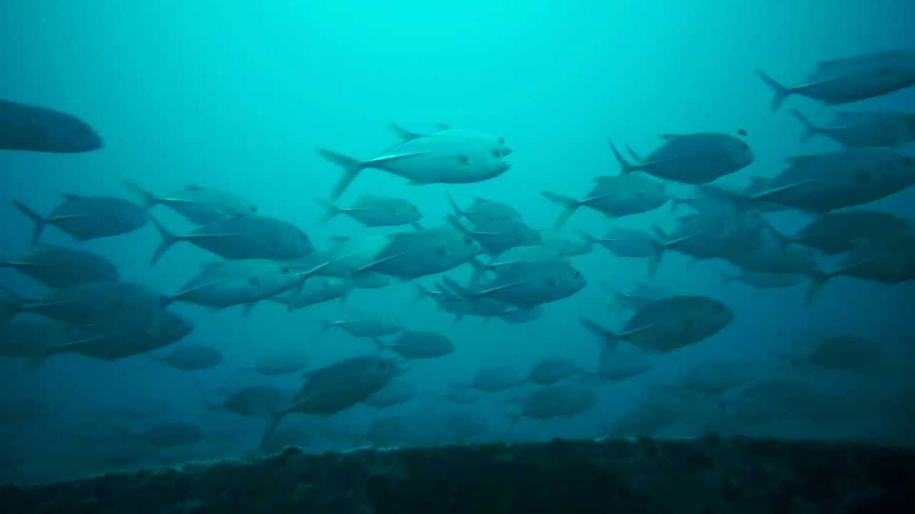 Diving in Kenya Mombasa Marine National Park #2 - YouTube