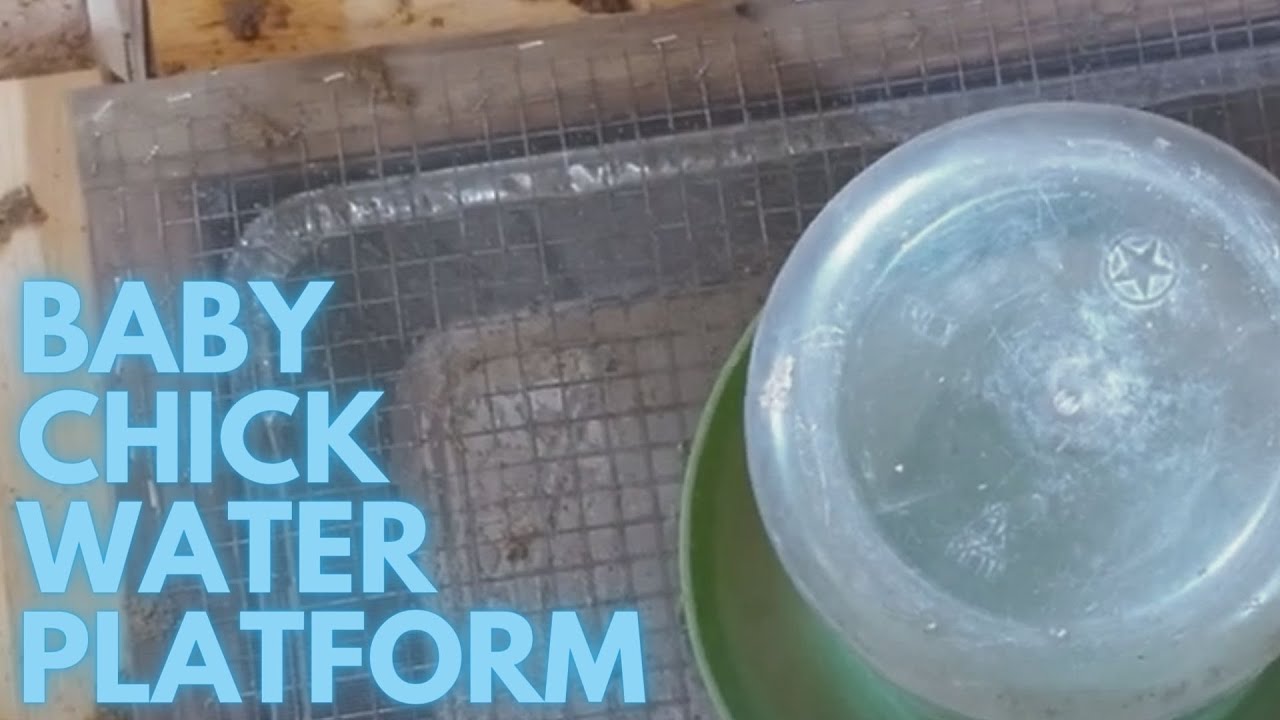 DIY Baby Chick Water Platform - YouTube