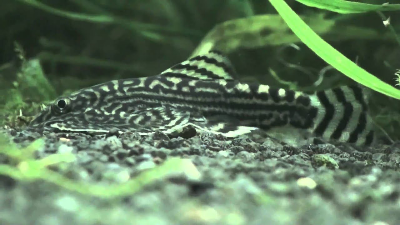 Sewellia lineolata - YouTube