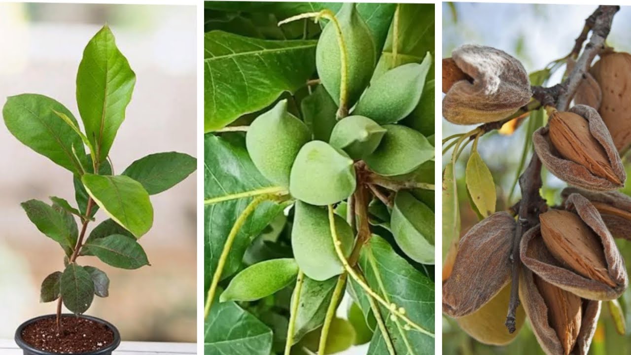 How to grow almond (badam) tree || New technique for growing almond ...