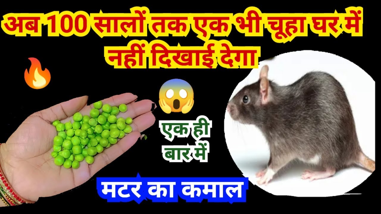 बिना दवाई हरी मटर से चूहा भागने का घरेलू तरीका/rid of mouse/chuha ...