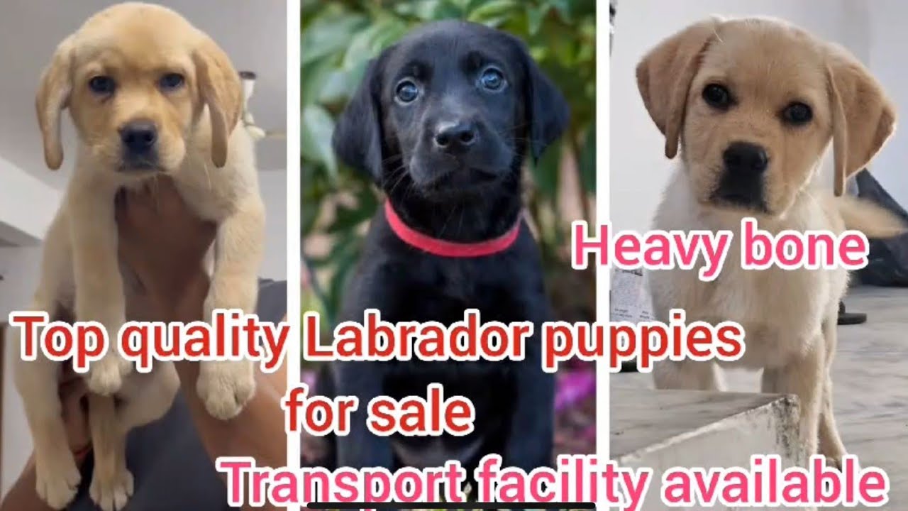 Top quality Labrador puppies for sale/7702212455/hyderabad/dog market ...