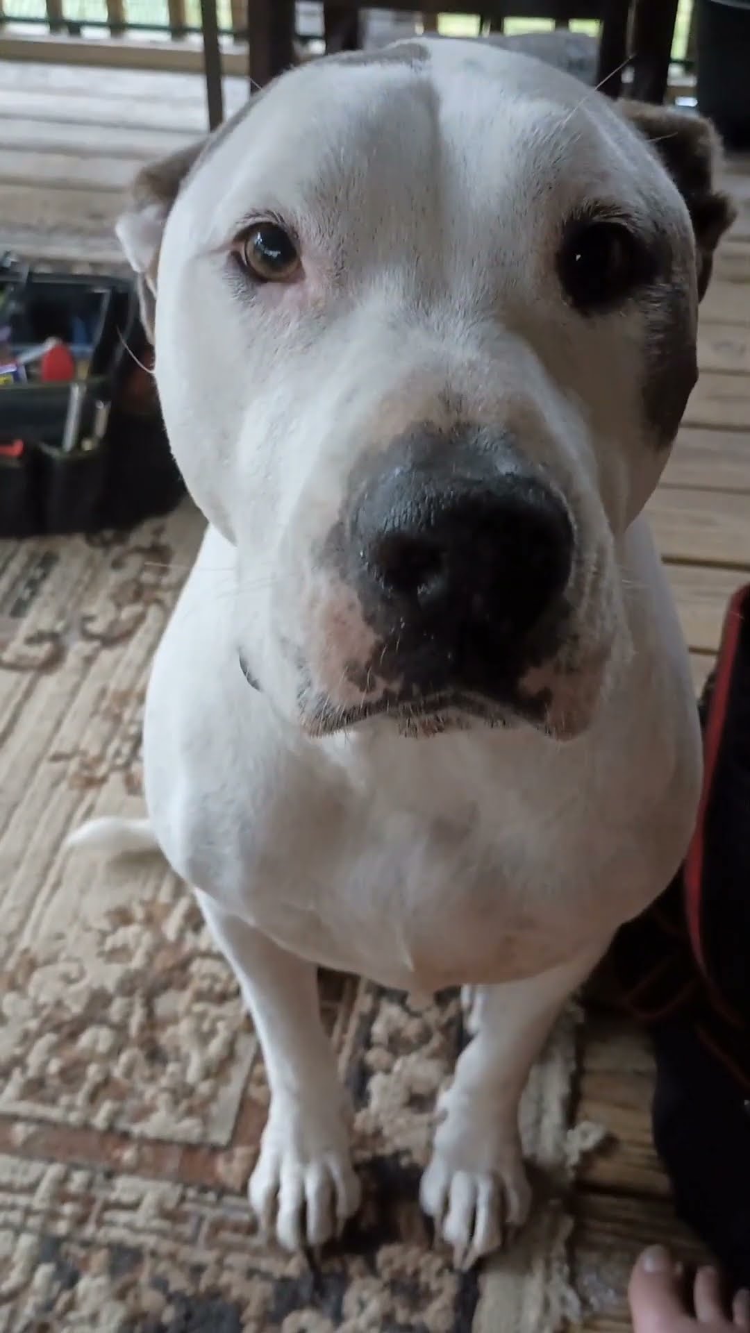 Sad Wally #thewallyclark##shorts #pittbull #pets - YouTube