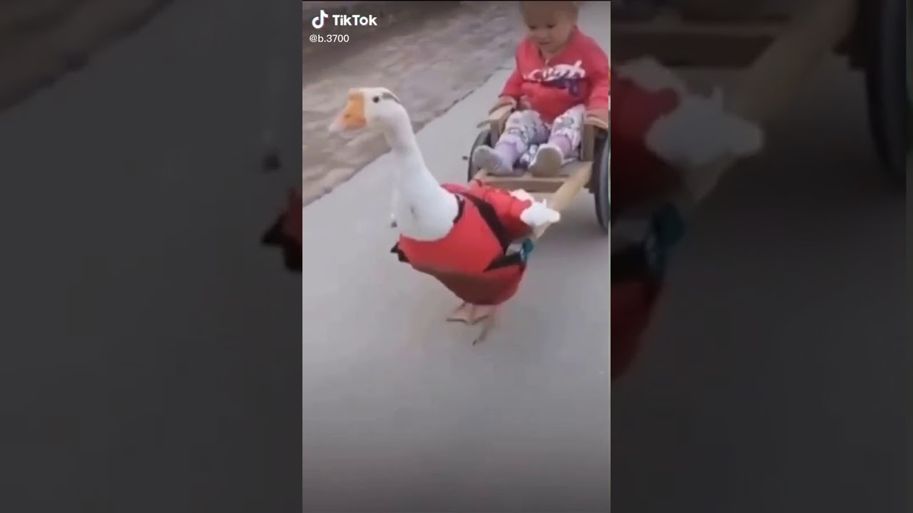 Qesh me lot 😂 (3) - YouTube