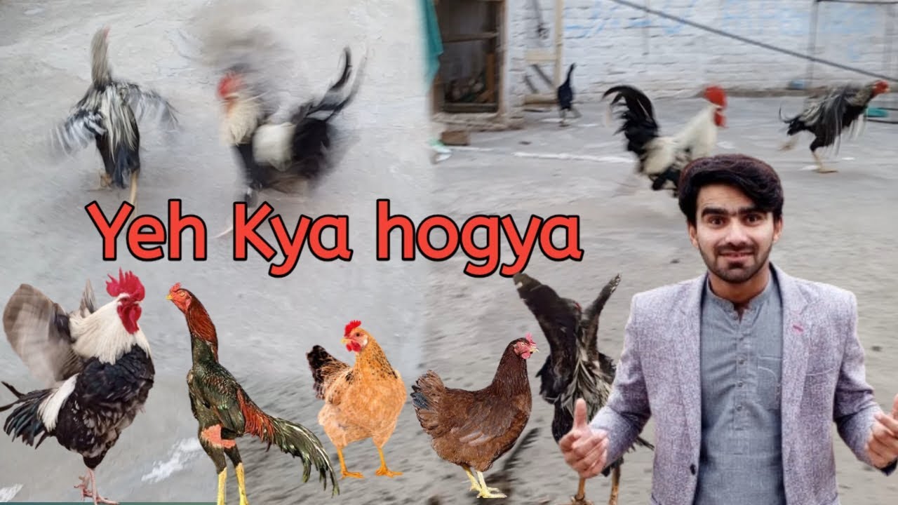 Aseel vs Golden Murga jeeta Kon ? | Aseel Murga fight | fa pets vlog # ...