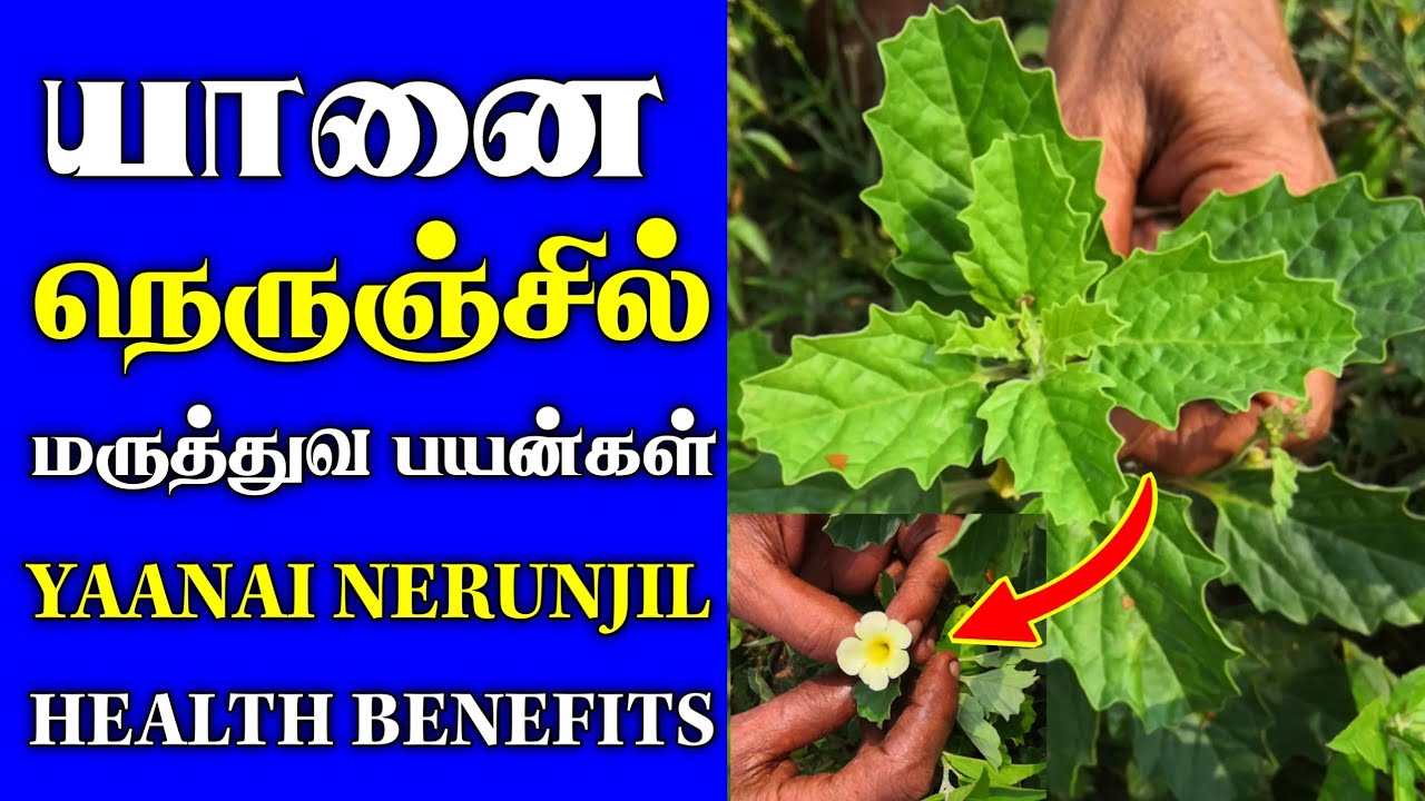யானை நெருஞ்சில் மருத்துவ பயன்கள் | Yaanai Nerunjil health benefits ...