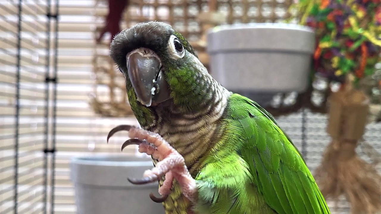 conure parakeet sounds for 7 hours - YouTube