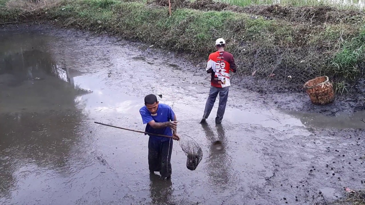 Panen ikan gabus raksasa di Gampong Bireuen Meunasah Reuleut kecamatan ...