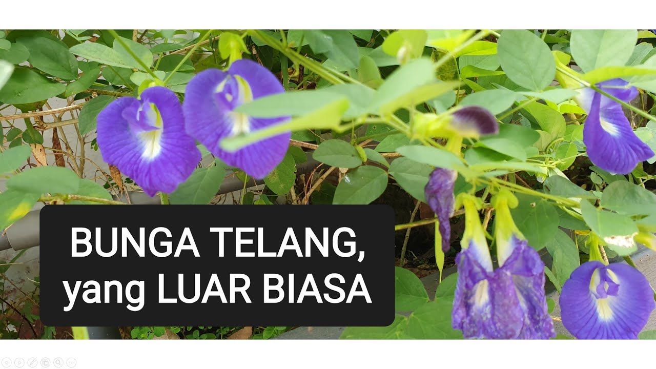 Bunga telang, Bentuk Bunganya Cantik, Khasiatnya Luar Biasa - YouTube