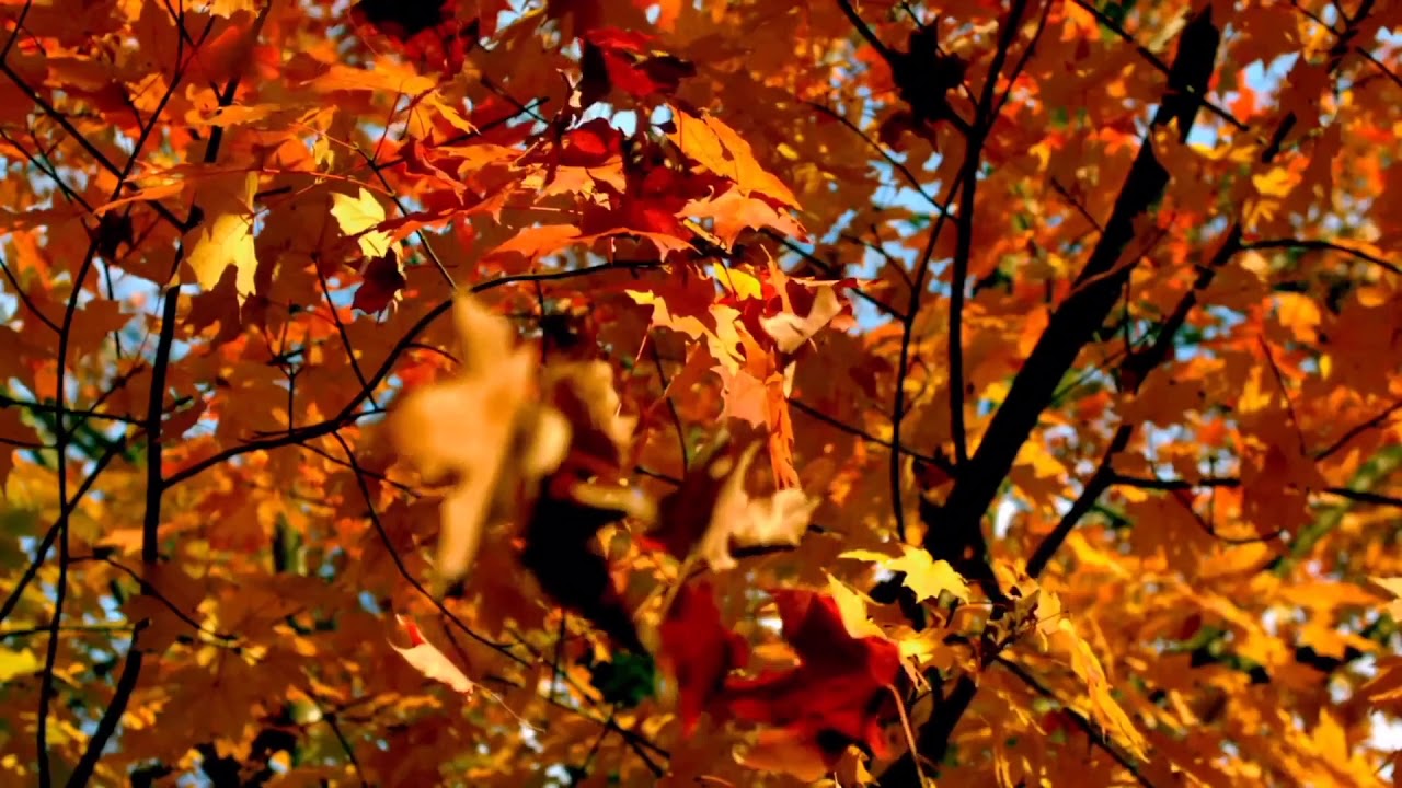 Bella’s Fall Coat (Read 3200 Book Talk) - YouTube