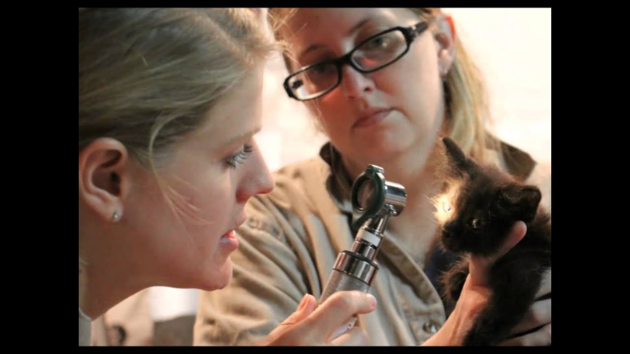 PIMA PAWS FOR LIFE Celebrates Two Years! - YouTube