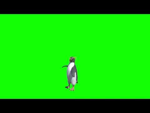 Dancing Penguin Animation Green Screen Background Royalty Free - YouTube