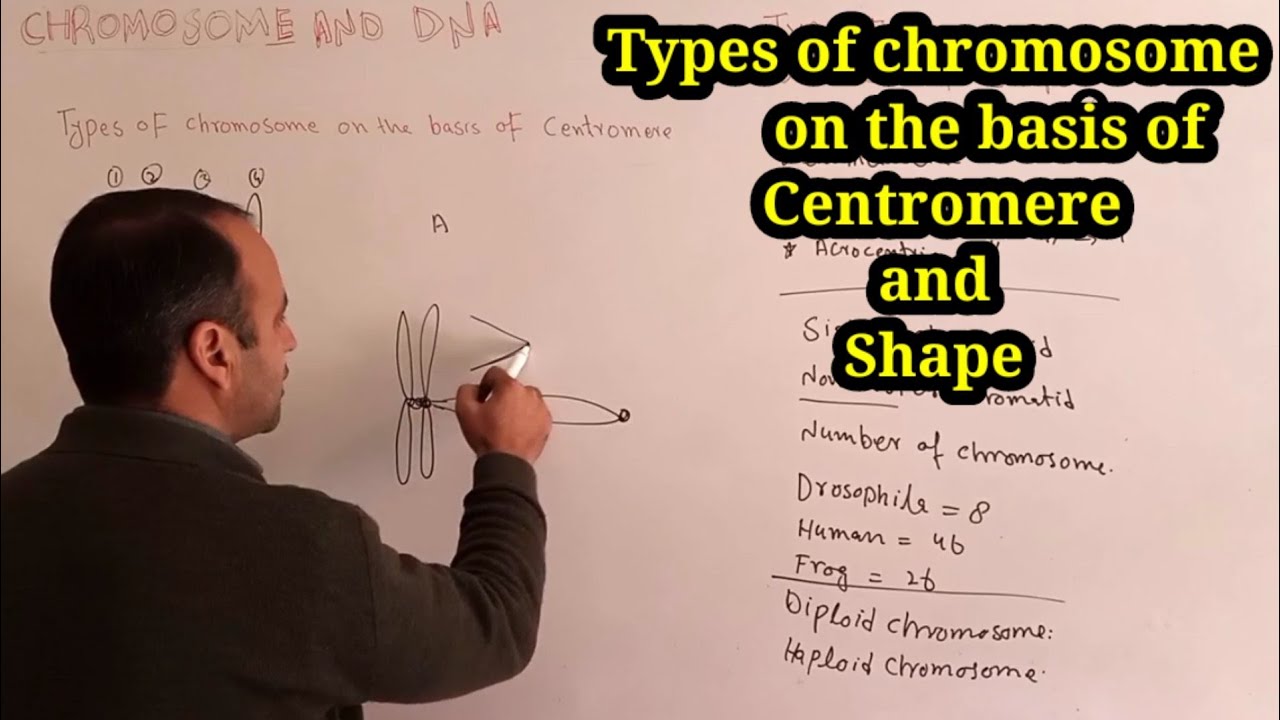 Types of Chromosomes on the basis of centromere and shape Class 12 ...