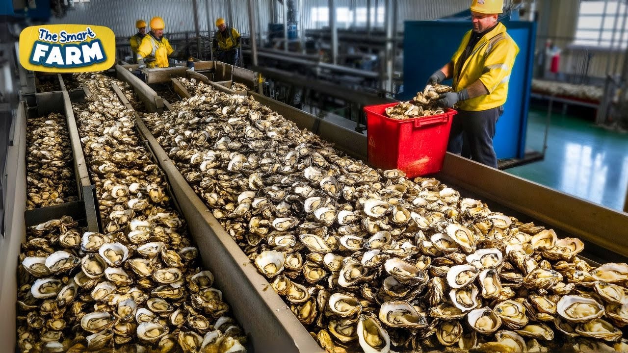 Oysters MEGA FACTORY! How Automation Can Streamline The Production of ...