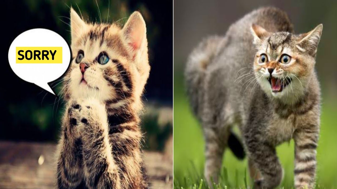 8 Things Your Cat Saying To You : Cat Body Language " - YouTube