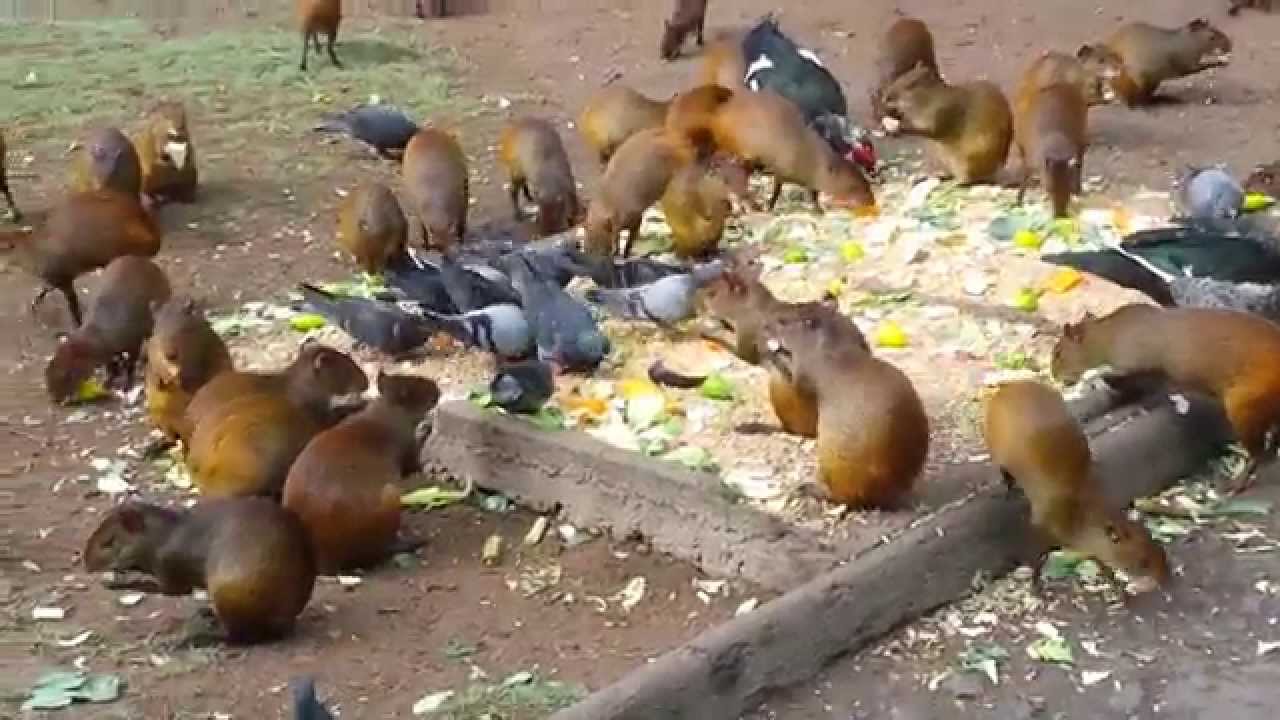 Criação de Cotias - Rio de Janeiro - YouTube