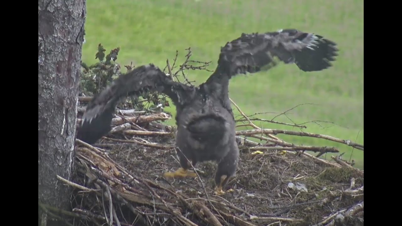 Eaglet Hope (GG9) Growing Up in the wild July 4th, 2023 - Part 1 - YouTube
