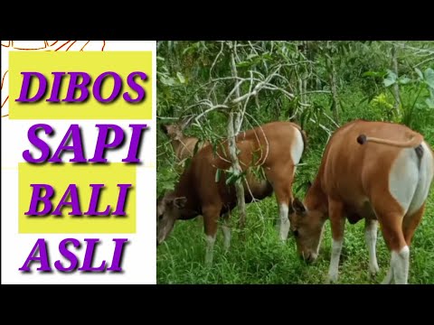 KARATERISTIK SAPI BALI