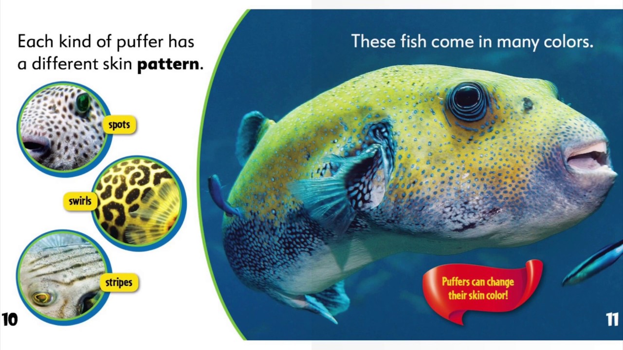 Animal Facts - Puffer Fish | Episode #8 - YouTube