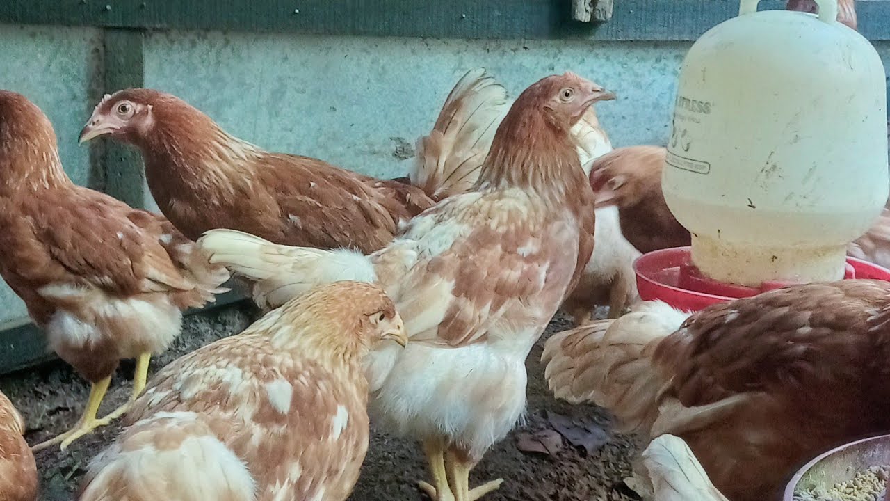 H&N Brown Nick Day old chicks delivery - YouTube
